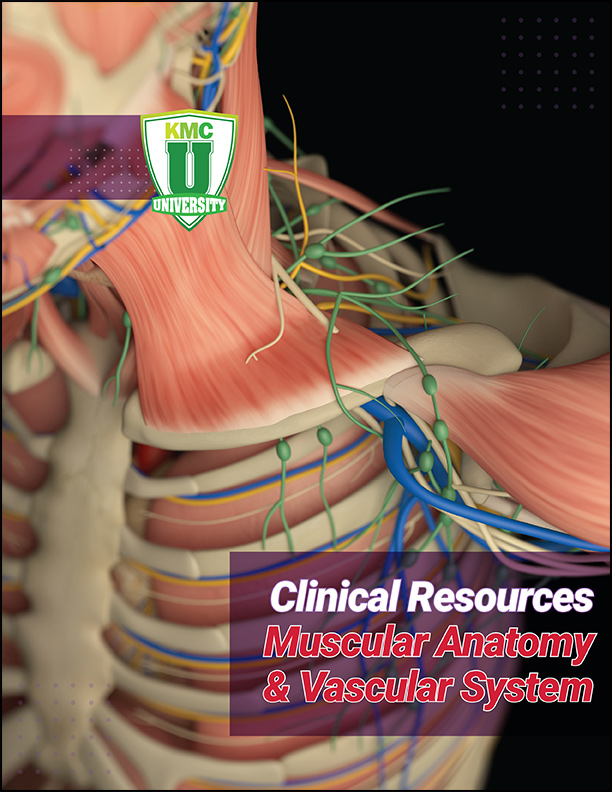 Muscular Anatomy - The Major Muscle Groups - KMC University